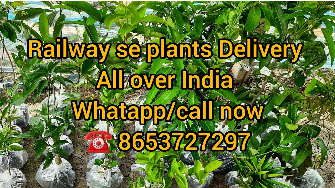 Railway se plants Delivery All over India 🇮🇳 - YouTube