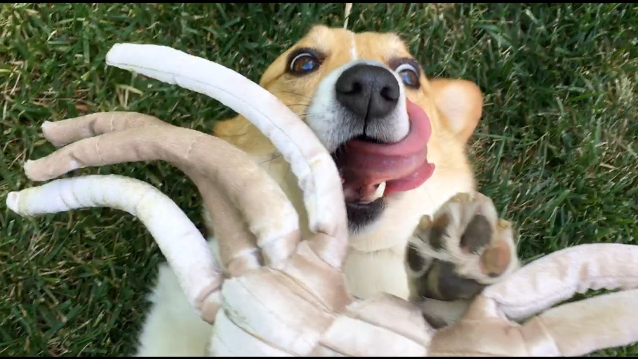 Alien vs. Corgi - YouTube