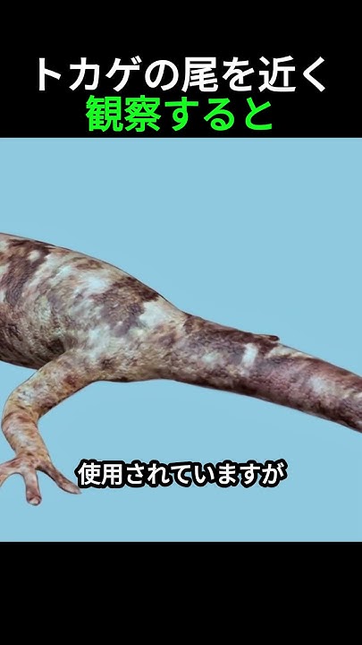 トカゲのしっぽの秘密 - YouTube