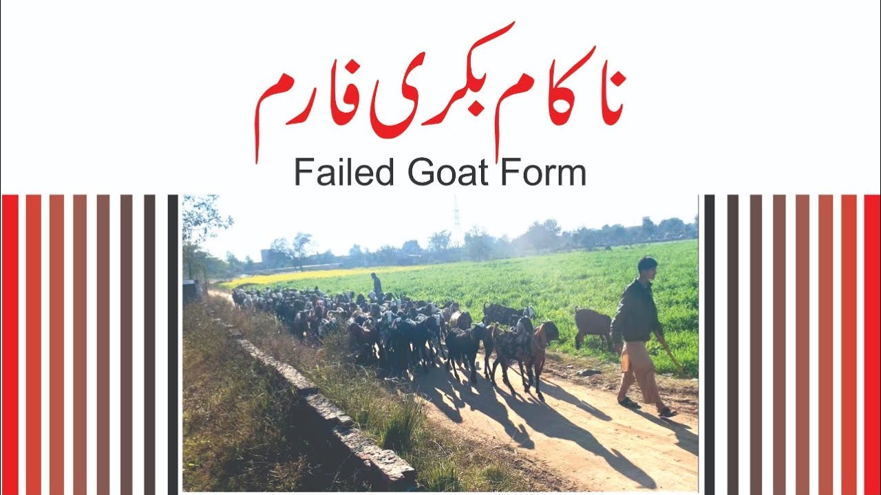 Flop Goat Farming // ناکام بکری فارم - YouTube