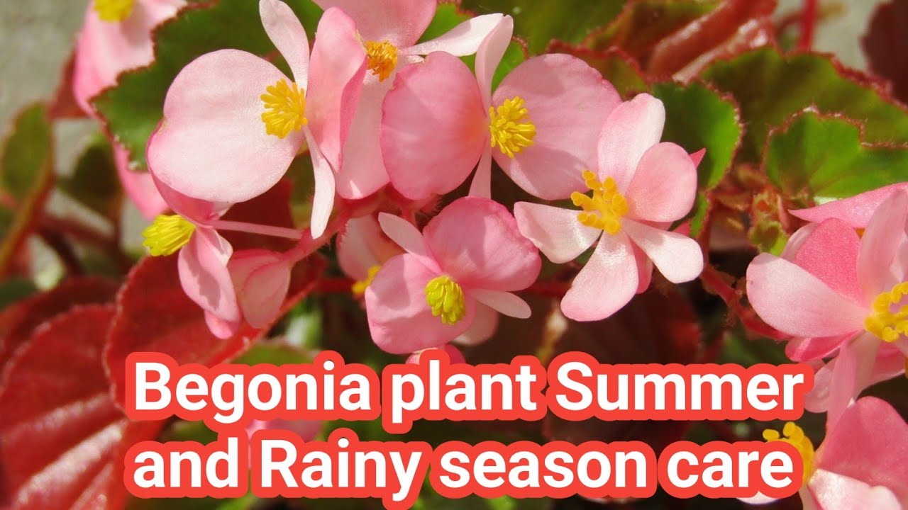 Begonia plant Summer and Rainy season care // Begonia care // Begonia ...