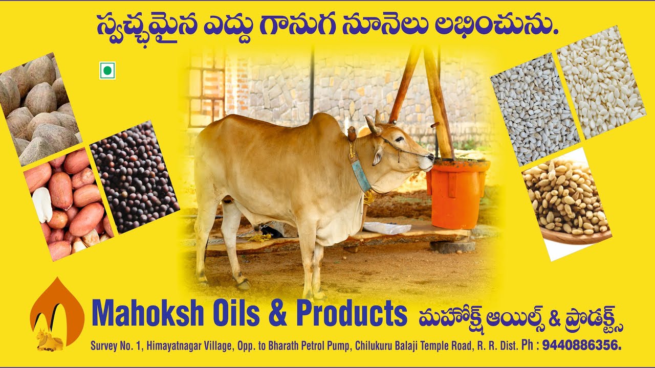 Niger Seed oil/Bull driven Ghana pure Niger seed oil/ వెర్రి నువ్వుల ...