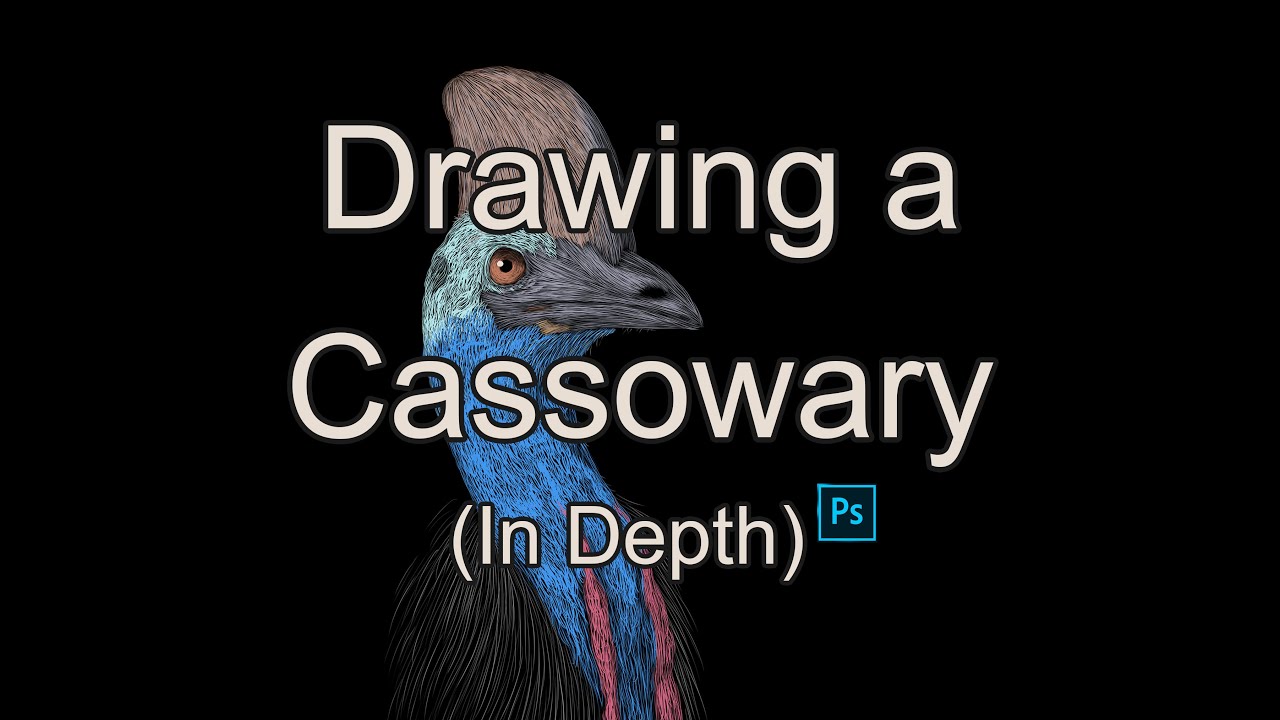 How to Draw a Cassowary - YouTube