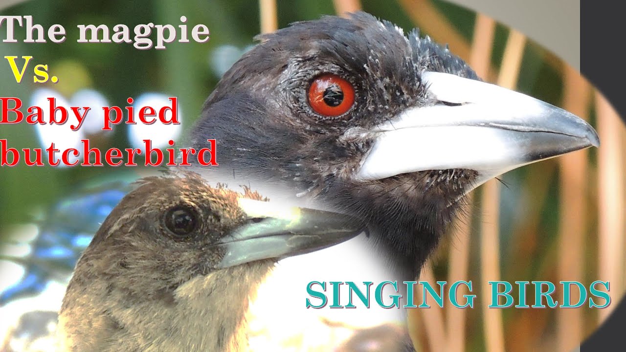 Singing birds magpie vs pied butcherbird | Baby pied butcherbird sings ...