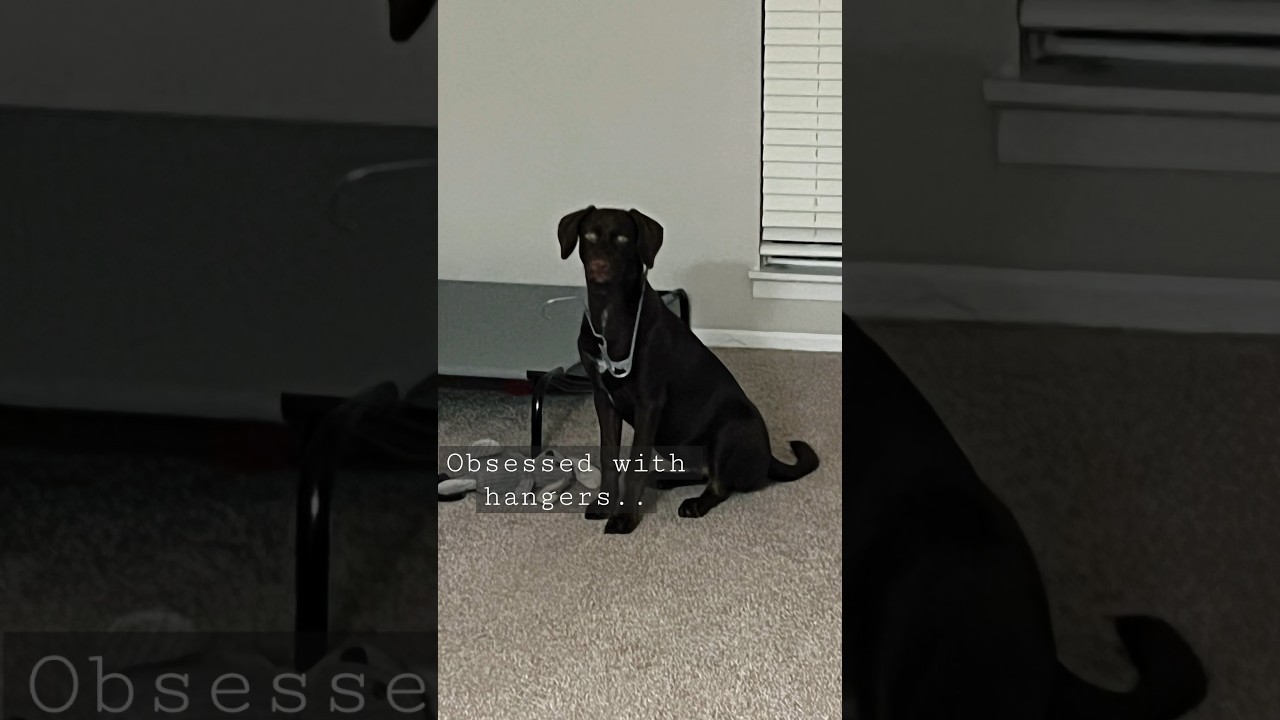 Aayla and her quarks #dog #funny - YouTube