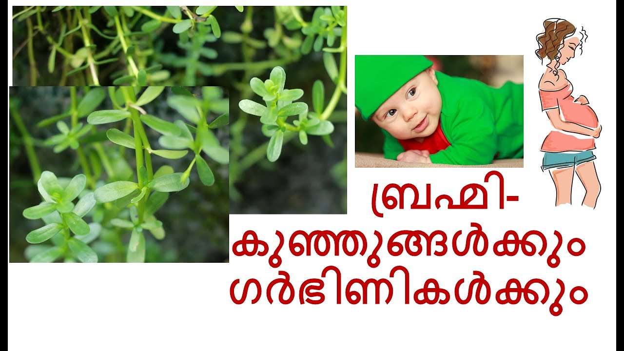 ️ബ്രഹ്മി അത്ഭുത ഗുണങ്ങൾ ||BRAHMI BENEFITS FOR KIDS & PREGNANT LADIES ...