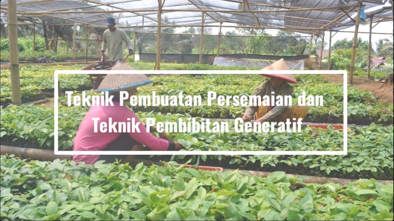 Pembuatan Persemaian dan Teknik Pembibitan Generatif - YouTube