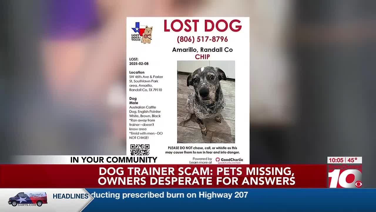 Dog trainer scam: Pets missing, owners want answers - YouTube
