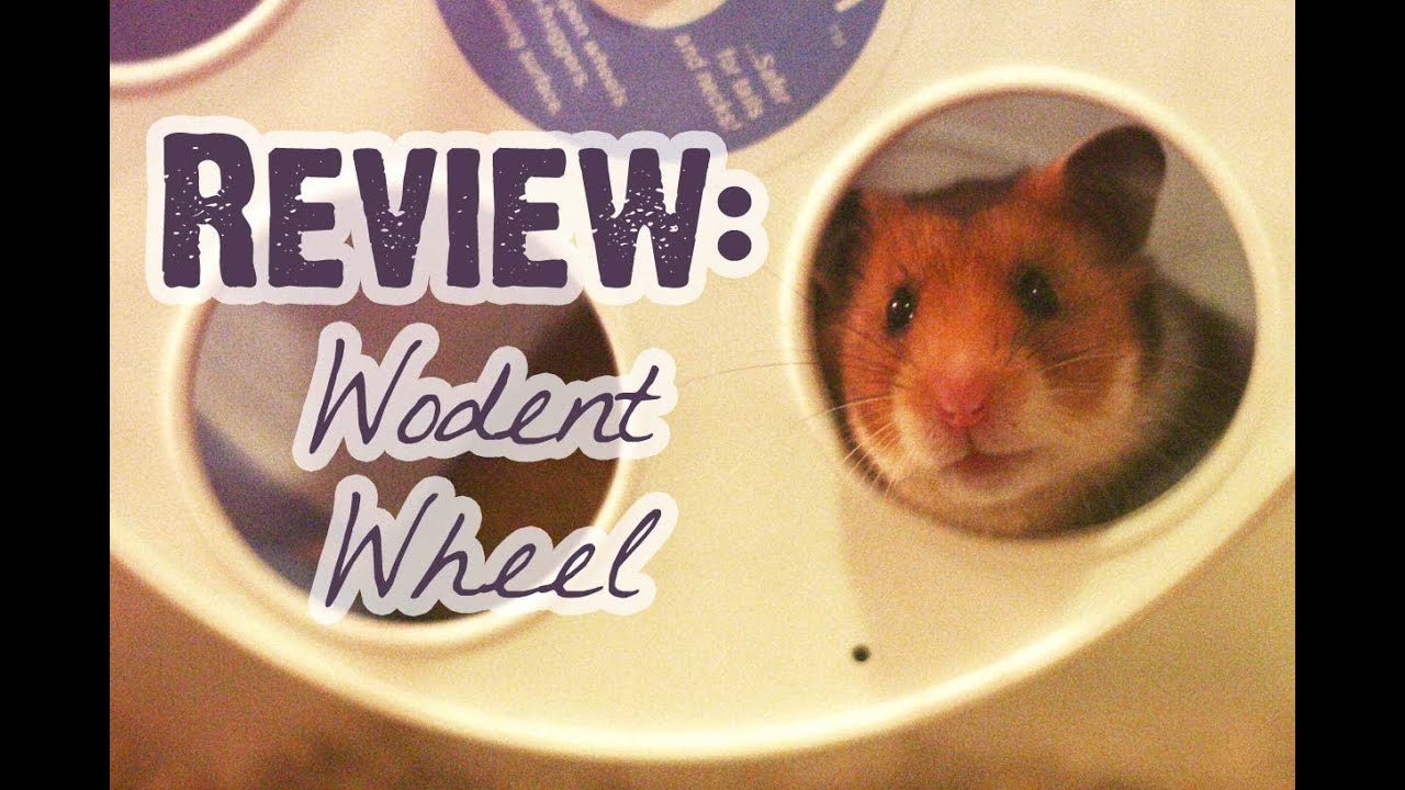 Review: Transoniq Wodent Wheel - YouTube