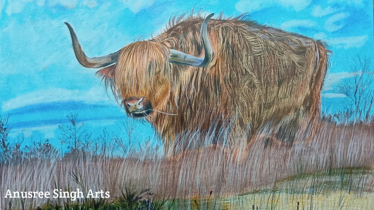 Realistic hd yak drawing with colour pencils. Animals drawing. - YouTube