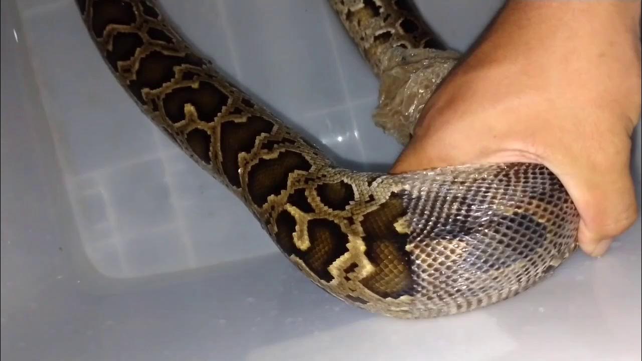 Helping dwarf burmese python shedding / Membantu ular molurus berganti ...