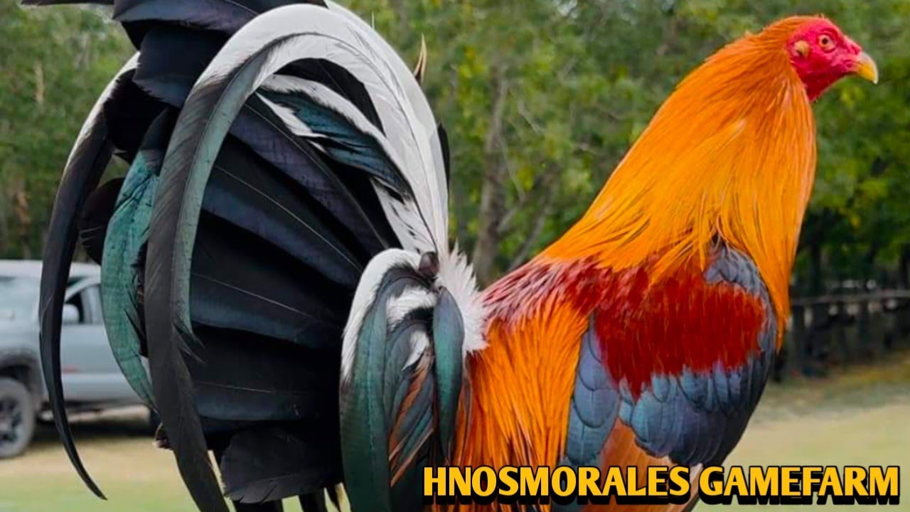 Sweater Spangle Hatch Leiper - HNOSMORALES FARM - YouTube