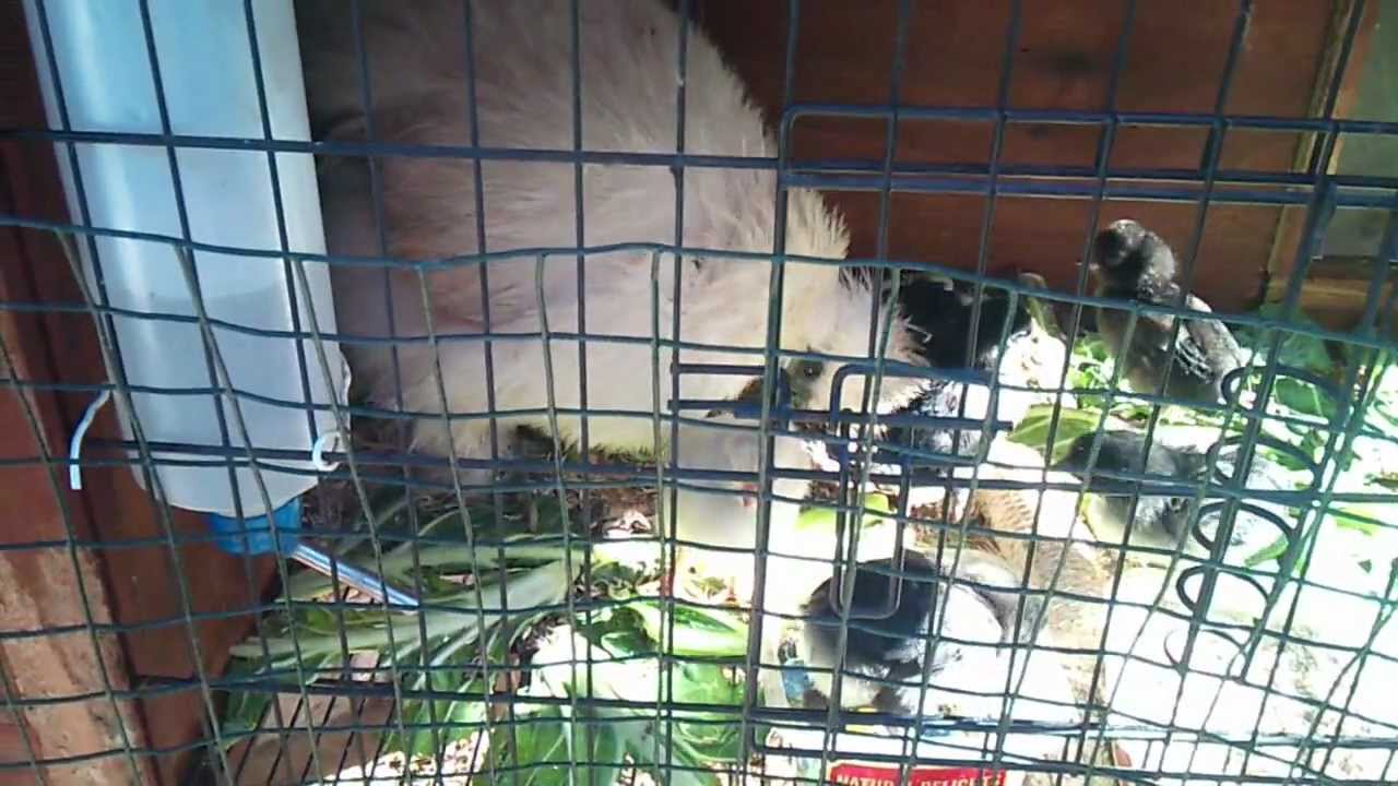 Silkie hatching unsuccessful & Araucana chicks ok - YouTube