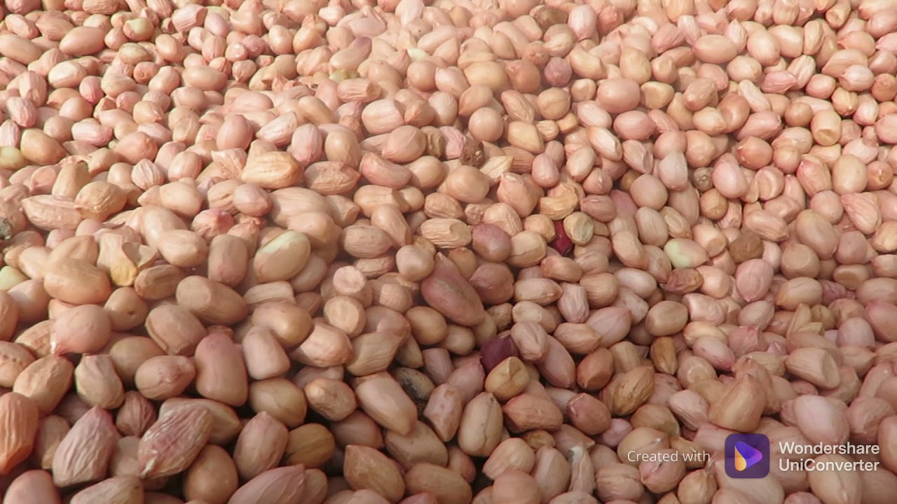Groundnut Seed Cleaning - Mannus Wood Pressed Oil Bangalore, Cold ...