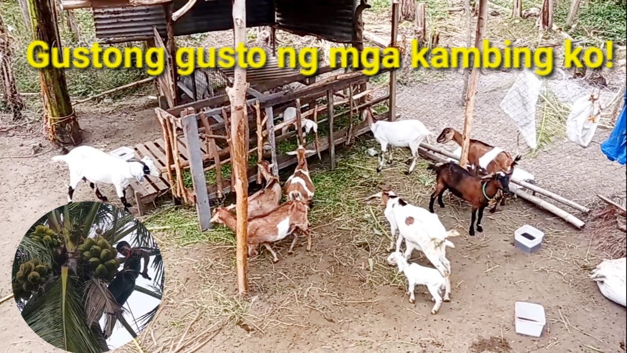 mabisang pagkain ng kambing ngayong tag-init! Backyard Goat Farming ...