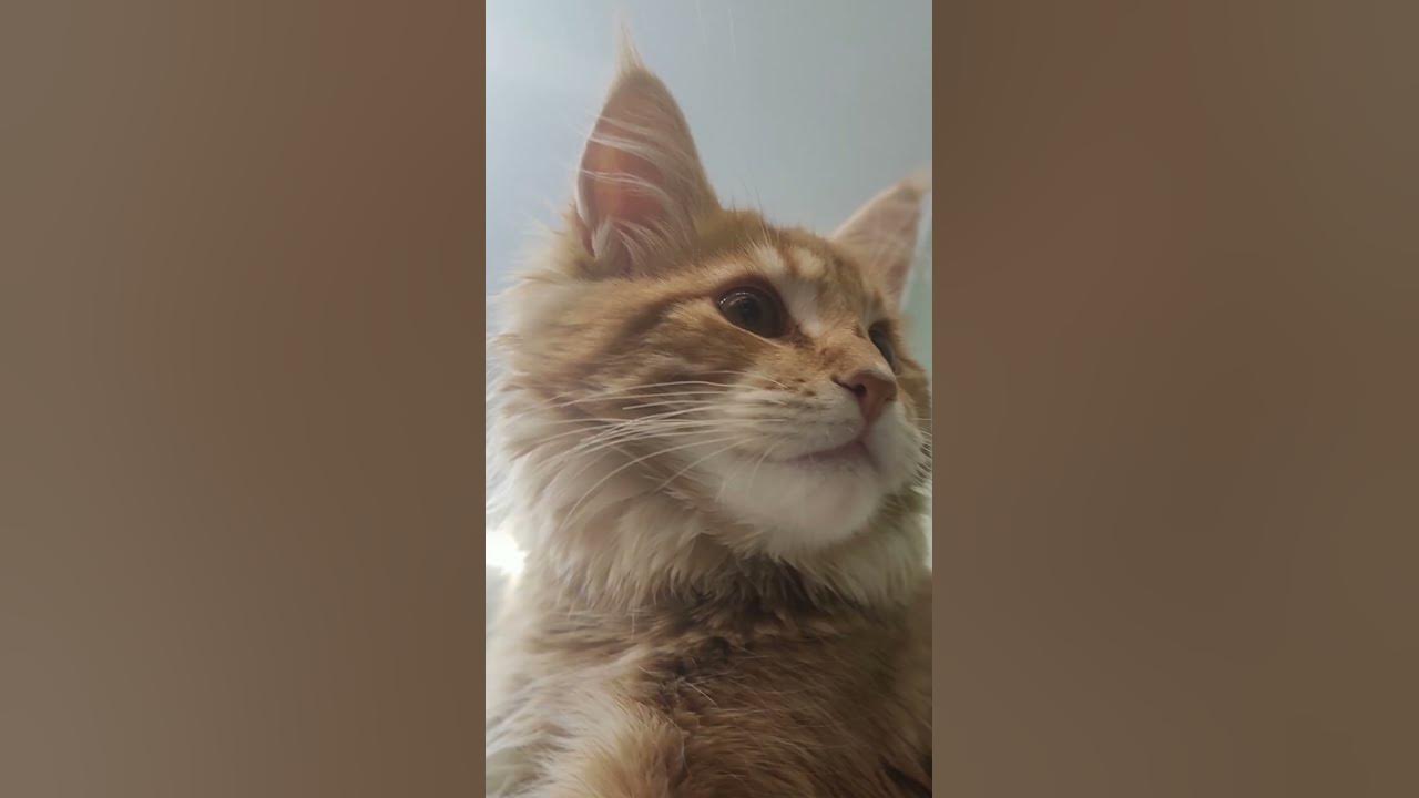 ЧИПИ ЧИПИ ЧАПА ЧАПА ДУБИ ДУБИ ДАБА ДАБА - YouTube