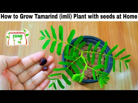 How to Grow Tamarind (imli) Plant with seeds at Home by Gardening Zone ...