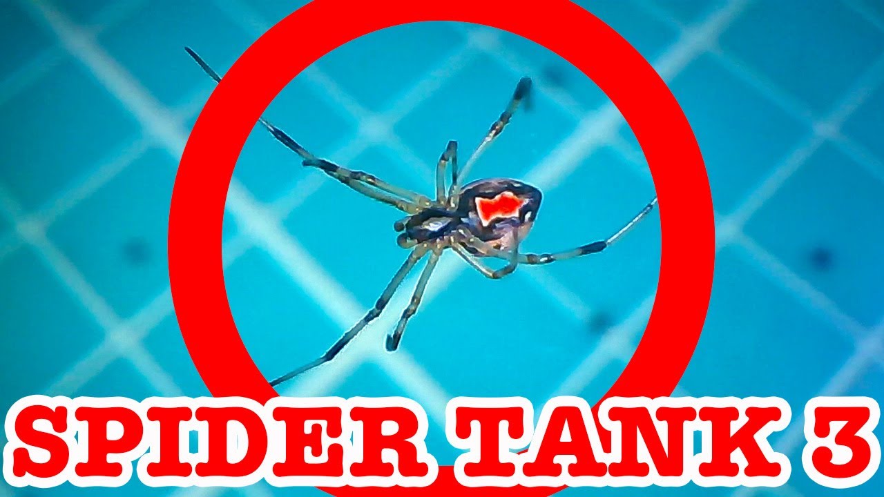 Redback Spider Tank 3 Two Options Eat Or Die EDUCATIONAL VIDEO Part 6 ...