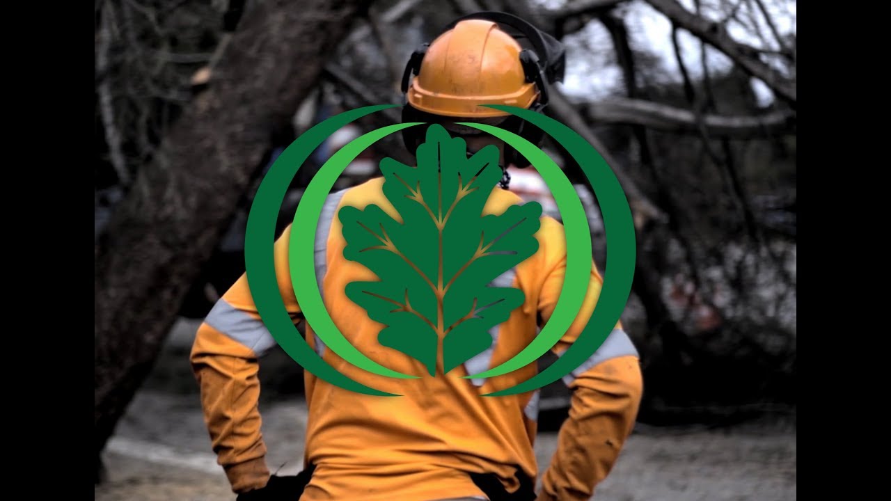 California Tree Design - Takedown - YouTube