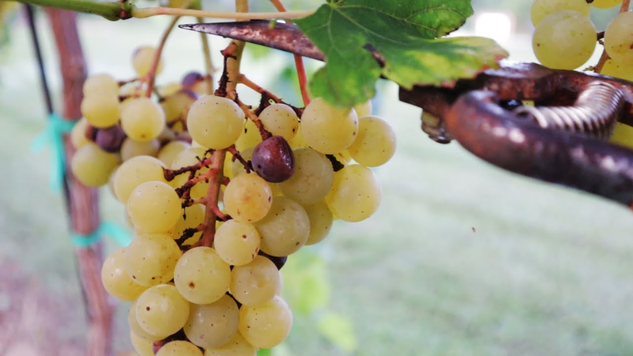 1 Acre Vineyard Harvest at a Small Winery - YouTube