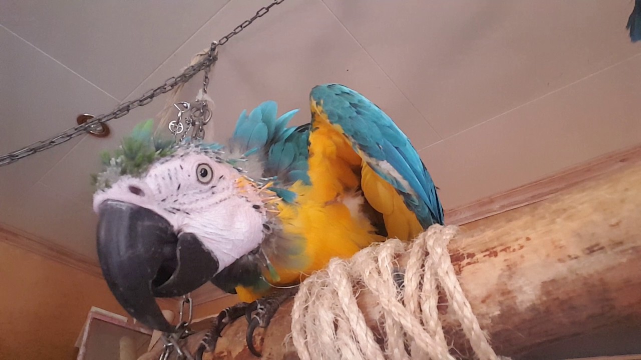 Hormonel,Angry Macaw 😝 - YouTube