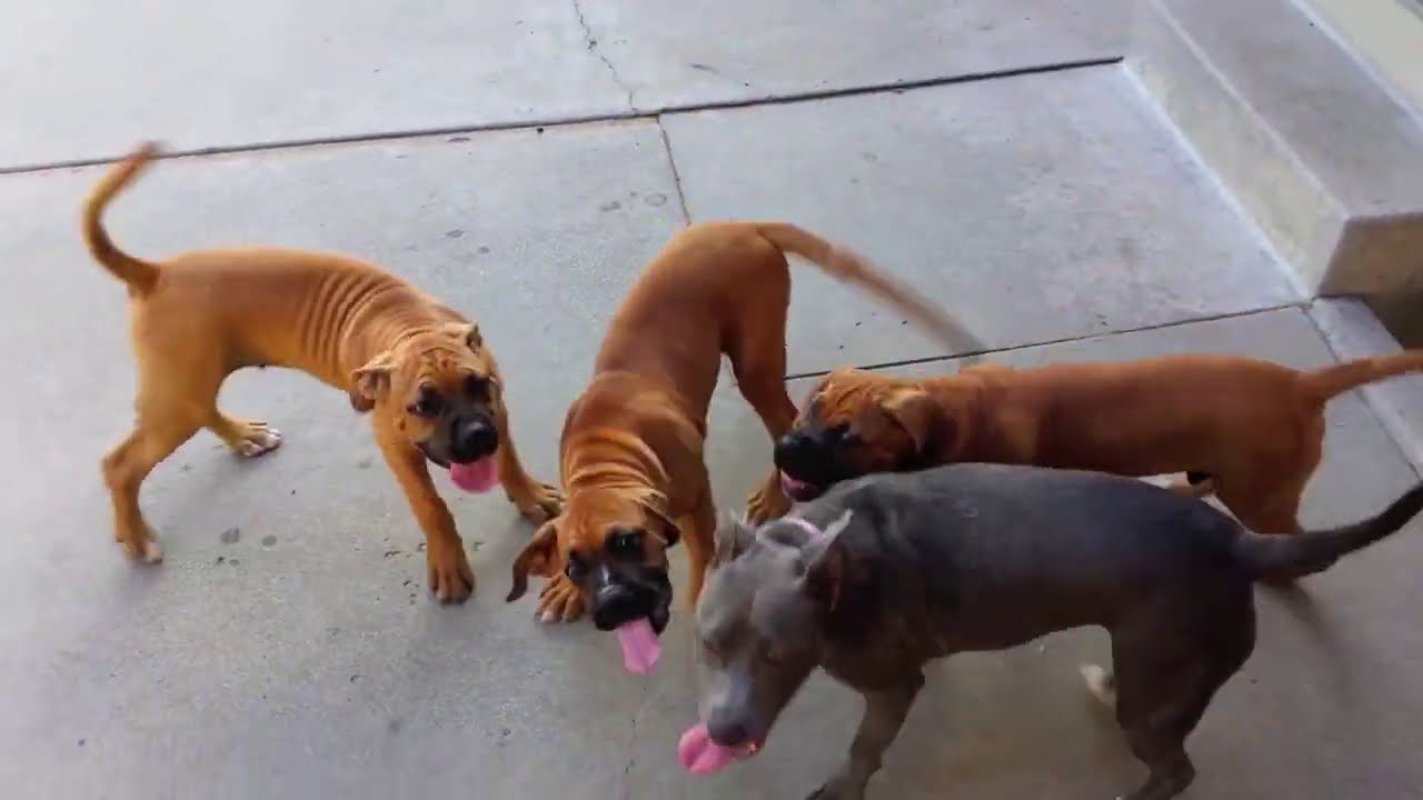 Playful pitbull meets some intrigued boxer mastiff brothers - YouTube