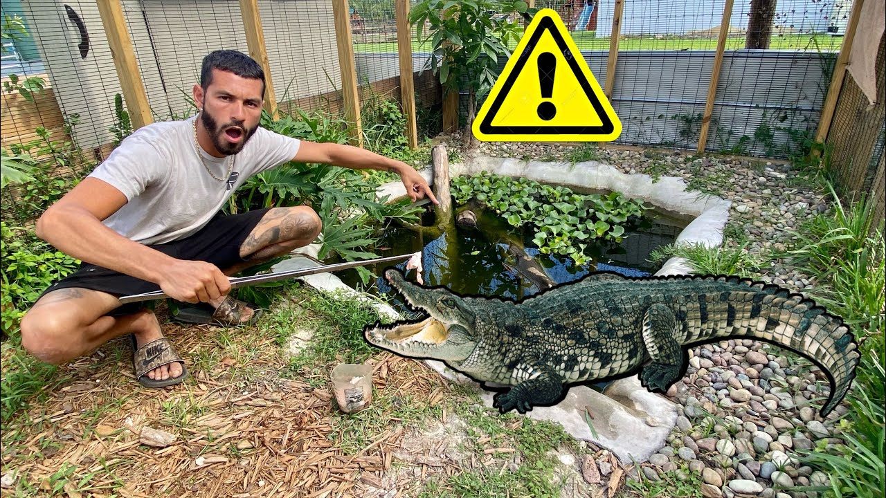 FEEDING *ALL* MY PET BABY GATORS RAW MEAT! - YouTube