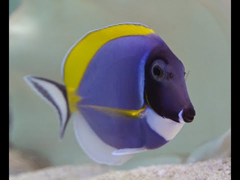 Powder Blue Surgeon Acanthurus leucosternon - YouTube