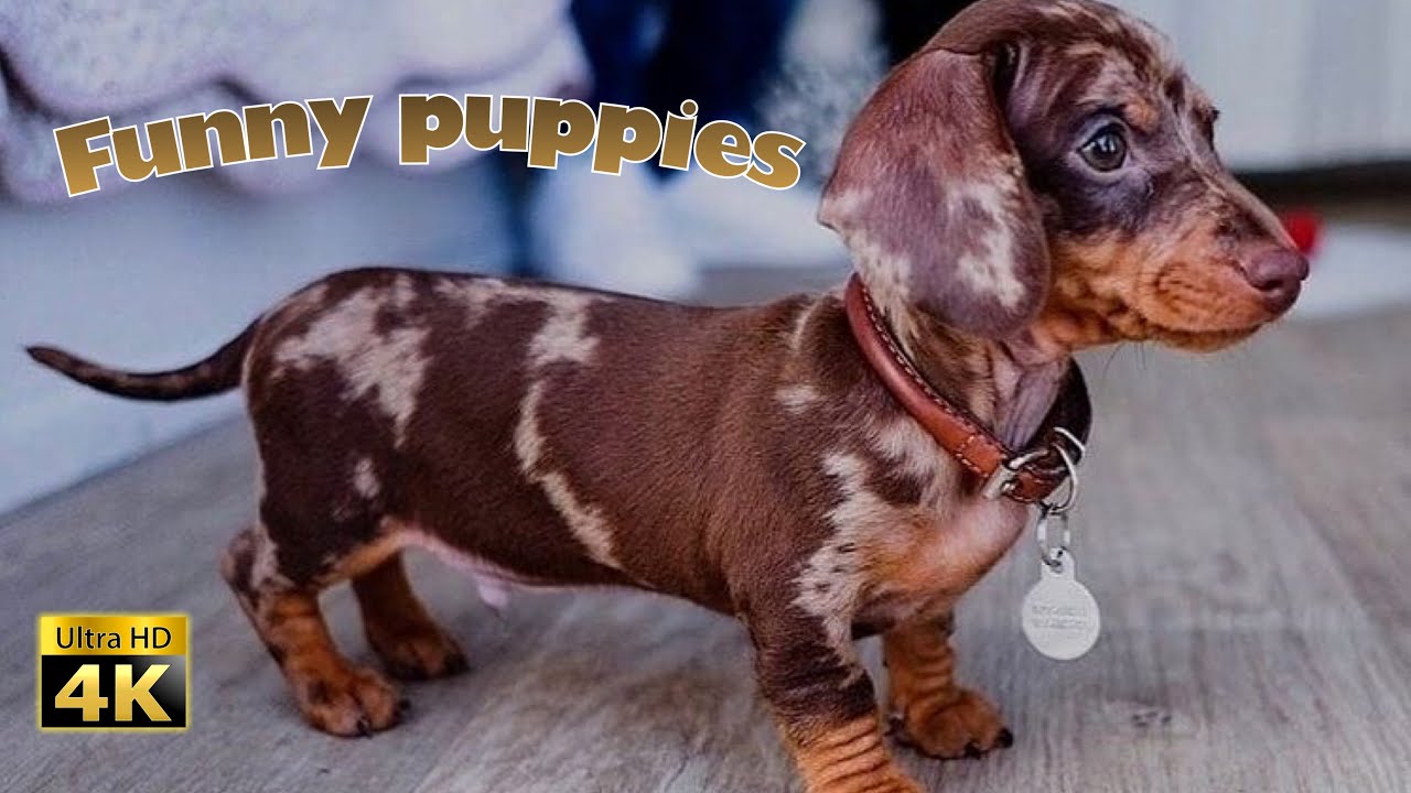 Funny Puppy moments 🐕4K - YouTube