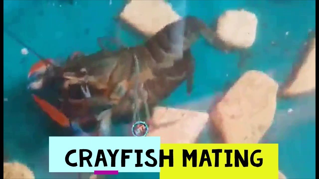 BREEDING LOBSTERS IN CAPTIVITY BREEDING CRAYFISH BREEDINGYABBIES BIG ...