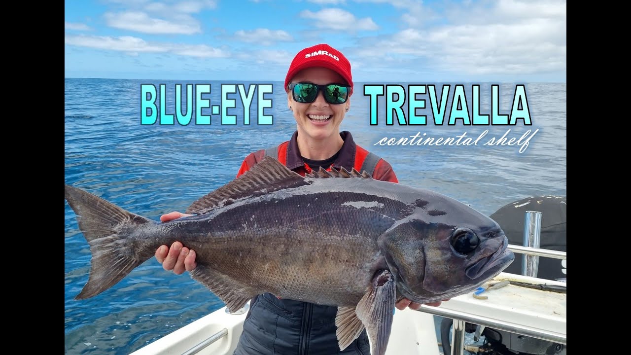 Blue-eye Trevalla. It's good to be back on the shelf! - YouTube