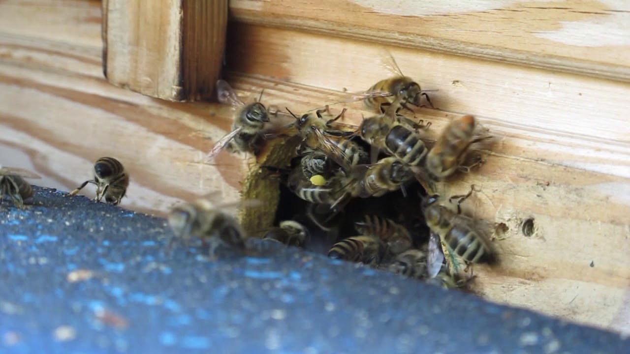 UWC RBC Bees 2018 - From Flower to Hive - YouTube