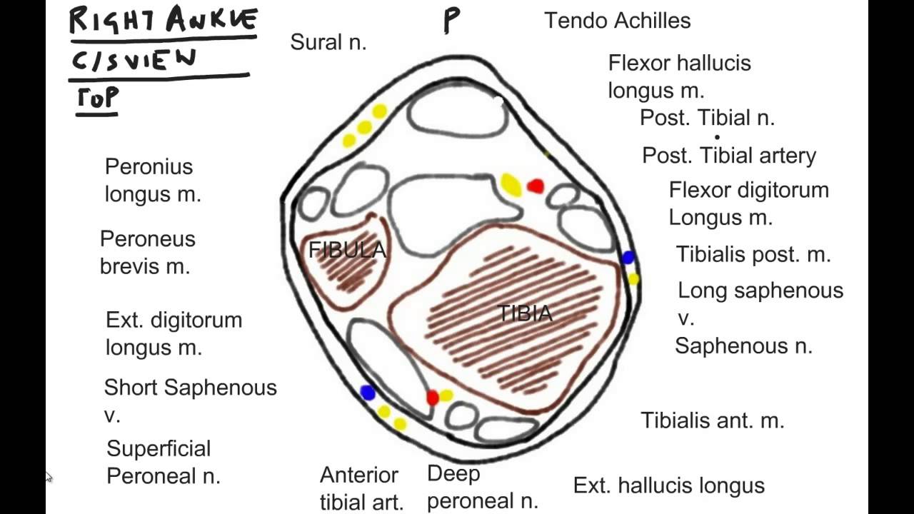 Brainstormer 5: Ankle block (Part 2) - YouTube