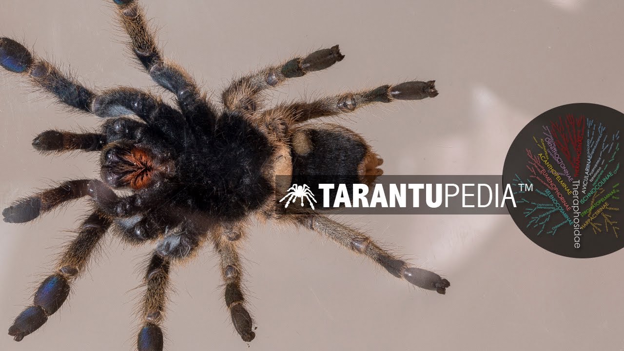 Ceratogyrus sanderi discovered in Botswana for the first time - YouTube