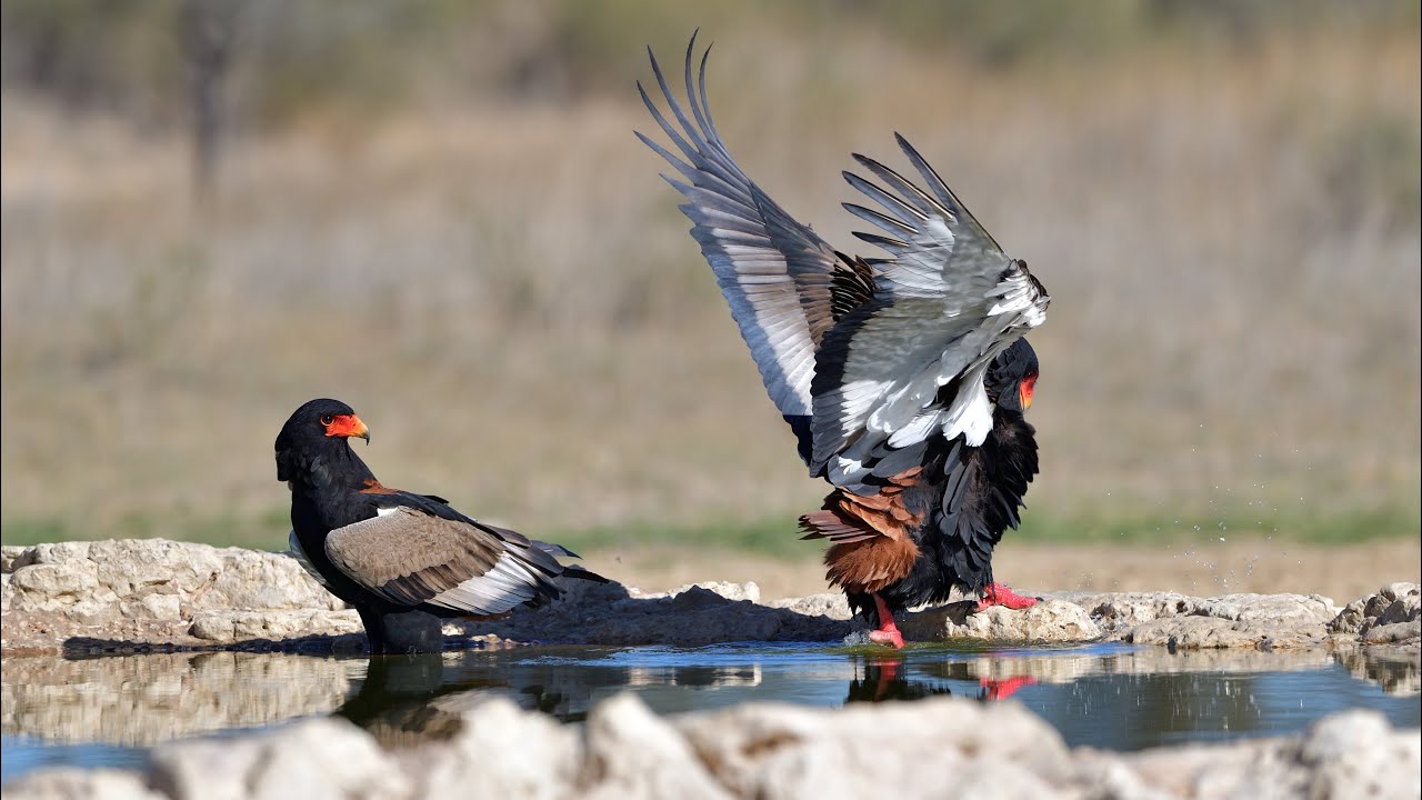 Four Bateleur at Cubitje Quap - YouTube