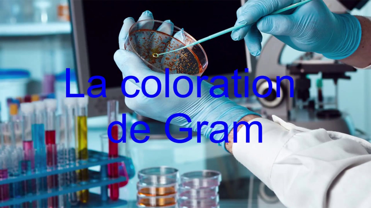 COLORATION DE GRAM - YouTube