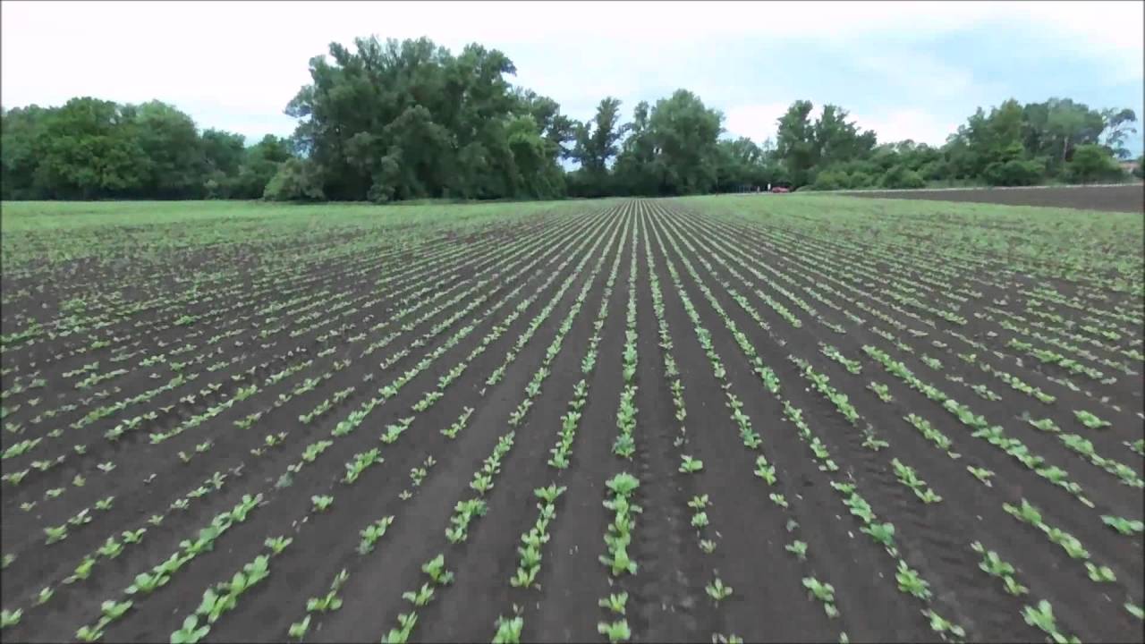 Steketee - In der Reihe Hacken Rüben - AGROM - YouTube