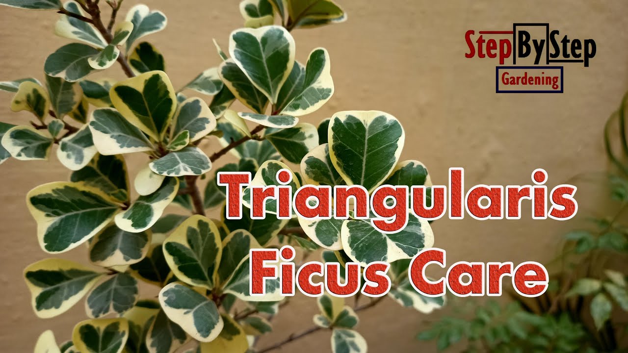 Triangularis Variegata Ficus Plant Care//How to grow and care ...