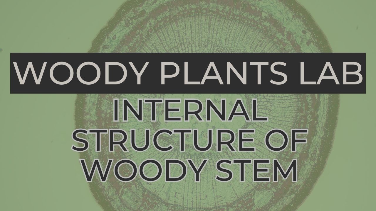 Woody Plants Lab: Internal Structure of Woody Stems - YouTube