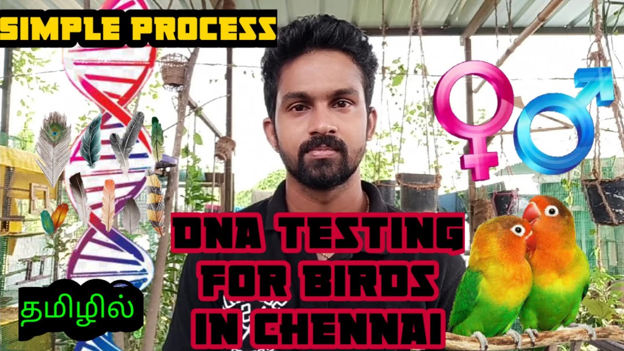 Birds DNA testing in Chennai| Gender identification|Karthick's Aviary ...