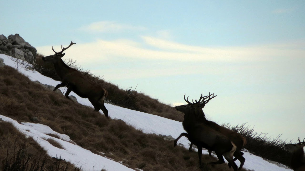 European Red Deer Roaring - HQ sound - YouTube