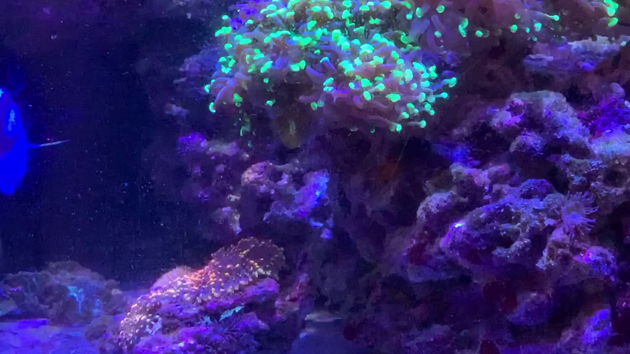 My 45gallon salt water tank - YouTube