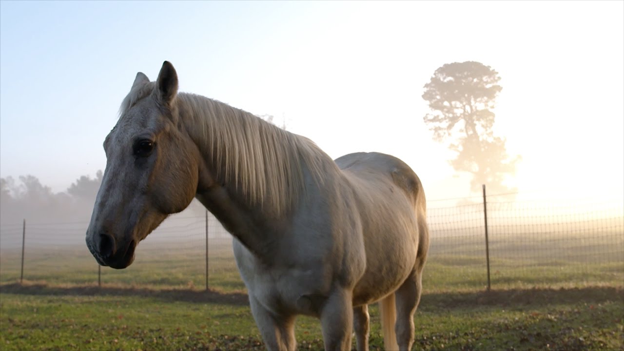 Purina® Feed Greatness™ Challenge | Horse - YouTube