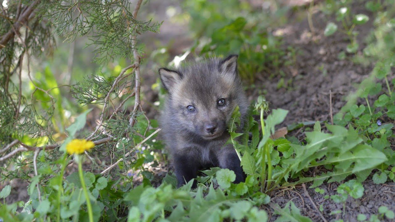 Fox kits explore fox dens - YouTube