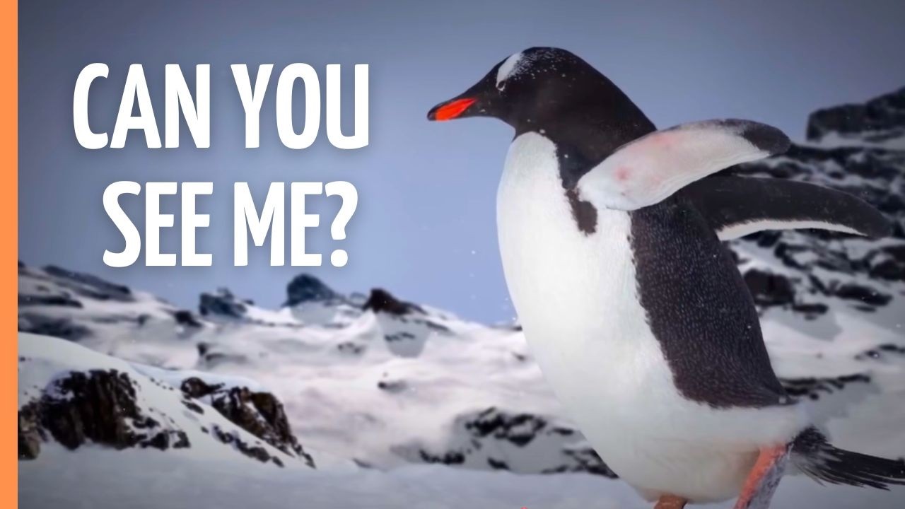 The Invisible Hunters: How Animals Became Masters of Deception | Full ...