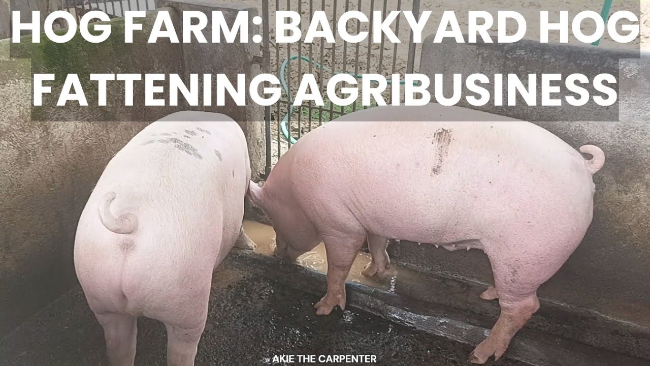 Hog Farm: Backyard Hog Fattening Agribusiness I Filipino Pig Raising ...