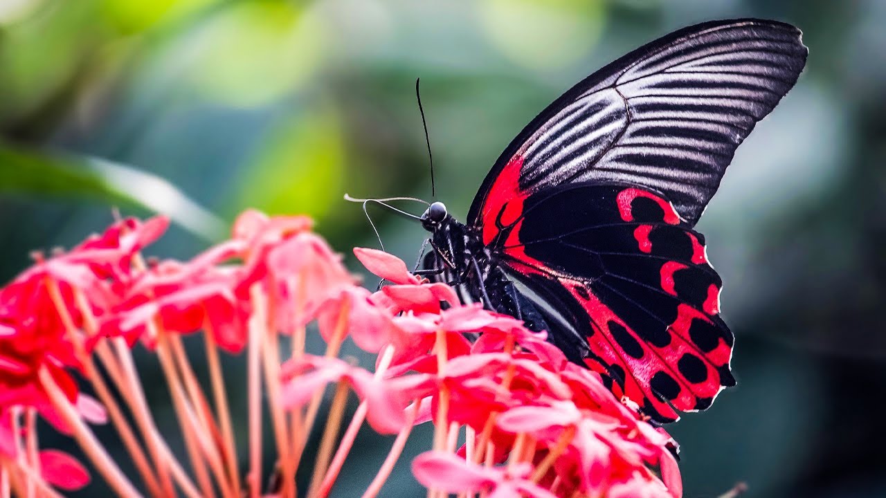 Untamed Earth: A eye-catching 4K HDR Journey with Cinematic Sound - YouTube