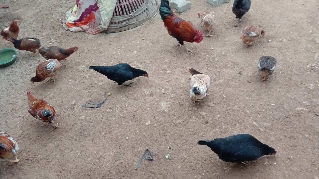 morning hen Rush part2 2023 - YouTube