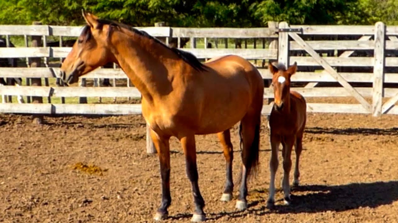 Yegua gateada criolla pura registrada con potrillo criollo al pie ...