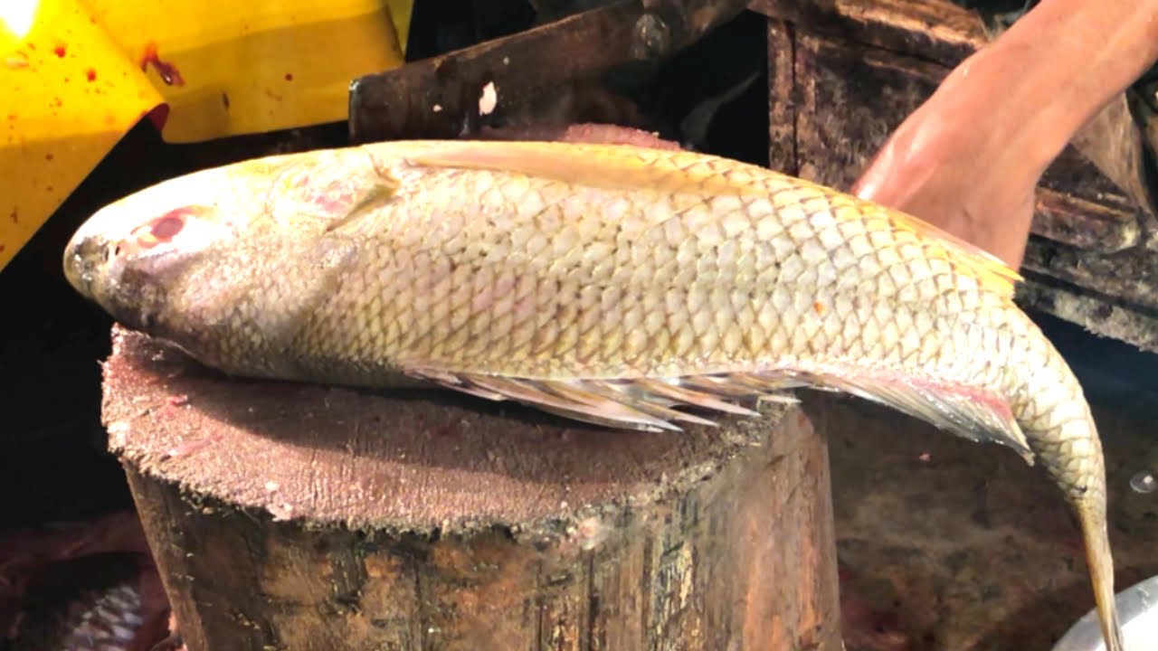 Koral Fish & Amazing Seer Fish Nice Cutting Skills By Faster Fish ...